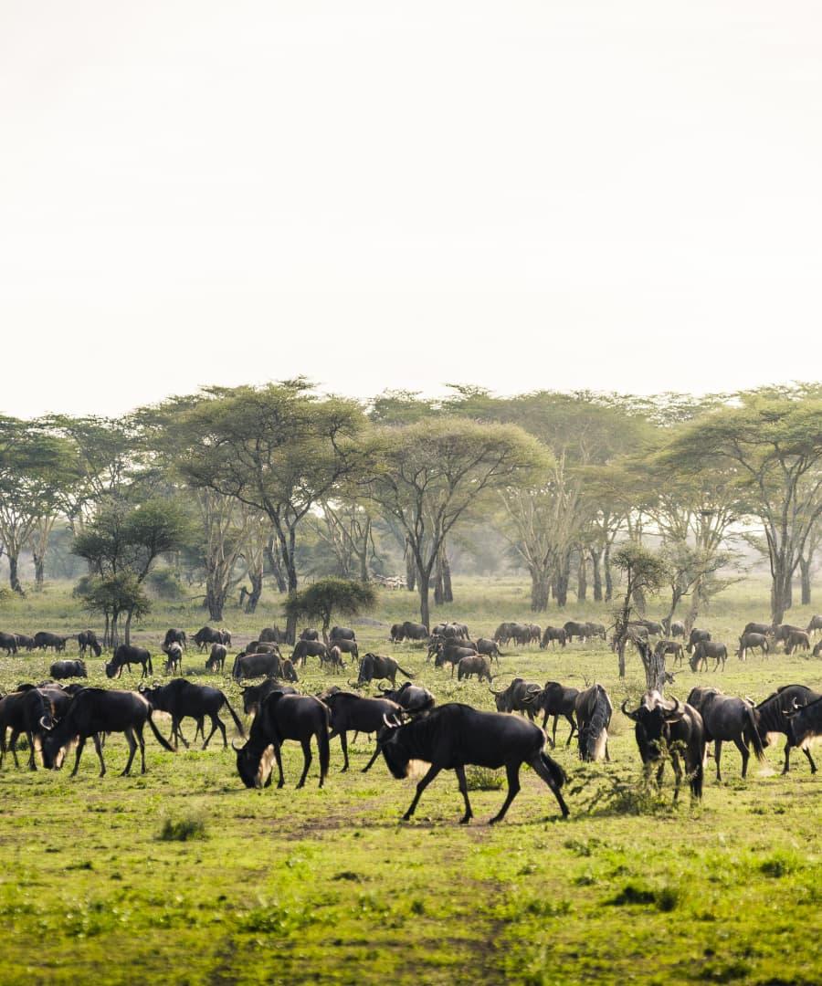 Tanzania Safaris & Holidays | Mahlatini Luxury Travel