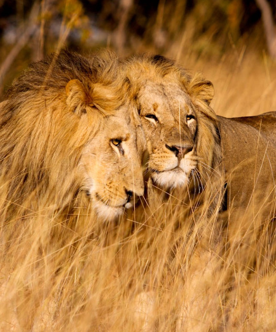 Tanzania Safaris & Holidays | Mahlatini Luxury Travel