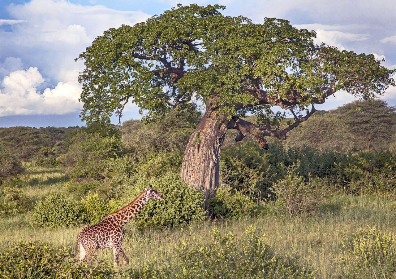 How to Choose the Right Country for Your Family Safari | Mahlatini