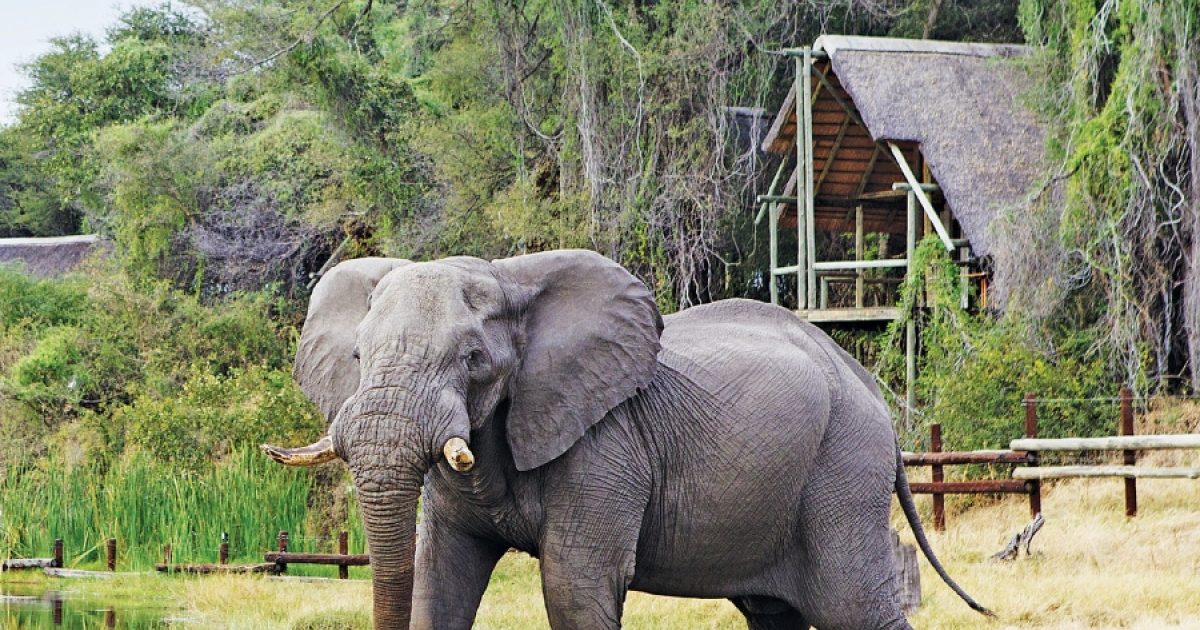 Botswana Safaris | Tailormade Itineraries | Mahlatini Luxury Travel