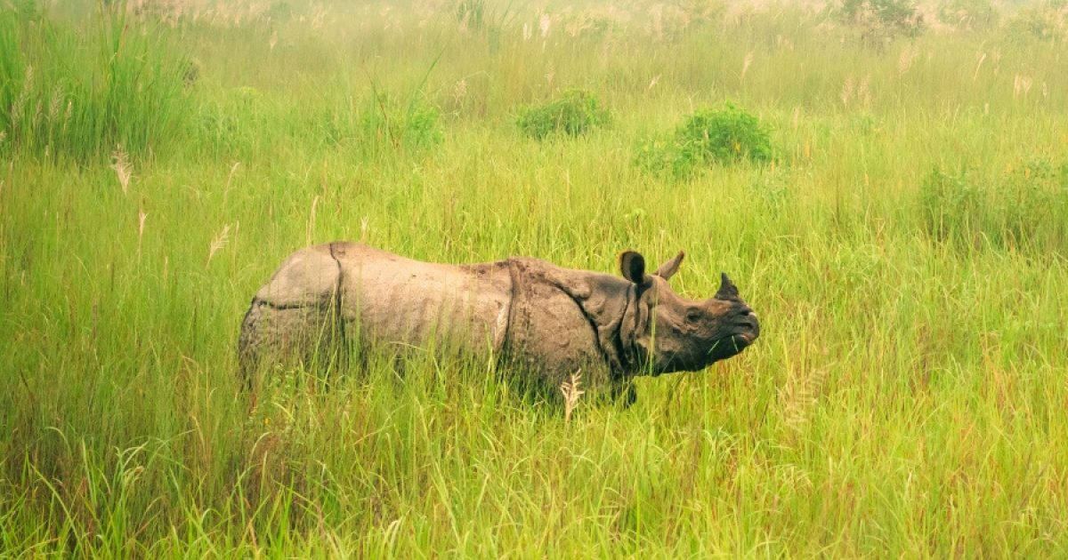 Chitwan National Park, Nepal | Mahlatini Luxury Travel