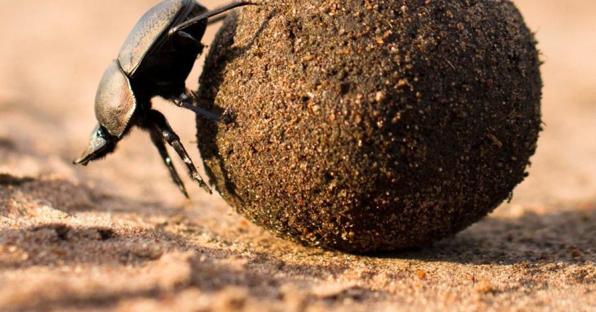 Amazing Animal Abilities | Mahlatini Luxury Travel Blog