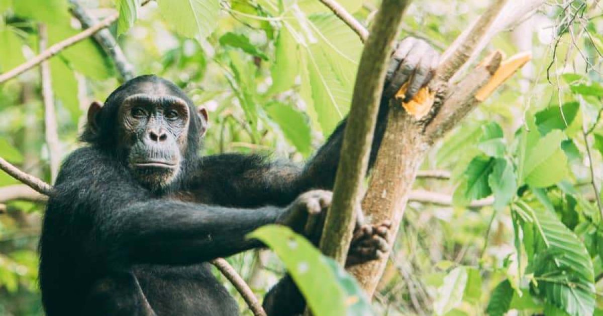 Mahale Mountains National Park, Tanzania | Mahlatini.com