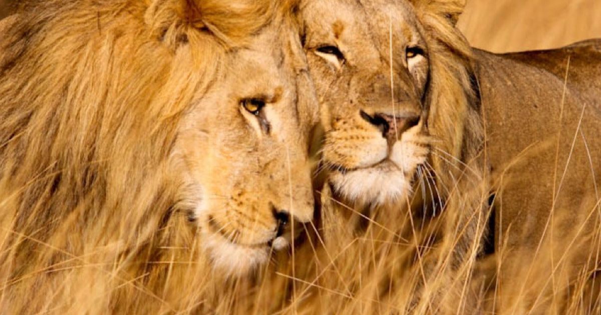 Luxury Tanzania Safaris & Holidays | Mahlatini Luxury Travel