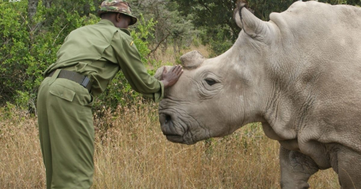 10 YEARS OF CONSERVATION SUCCESSES WITH SAVE THE RHINO | Mahlatini