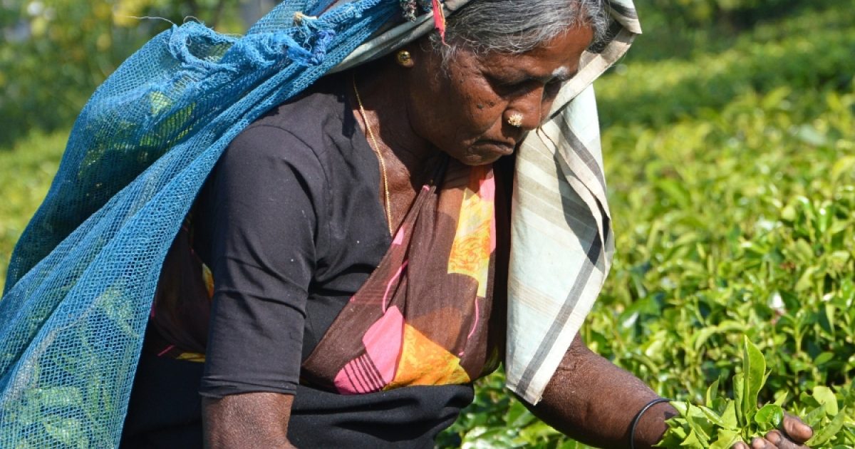 Tea Country, Sri Lanka | Mahlatini Luxury Travel