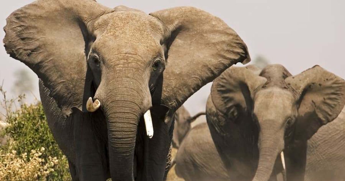 Best places to see animals on safari | Travel Guide