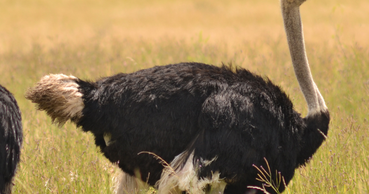 10 Interesting Facts About Ostrich Eggs