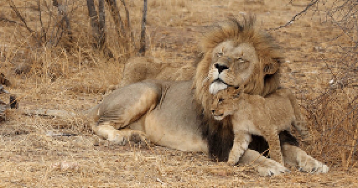 Africa's Top 10 Animal Dads | Mahlatini Luxury Travel Blog