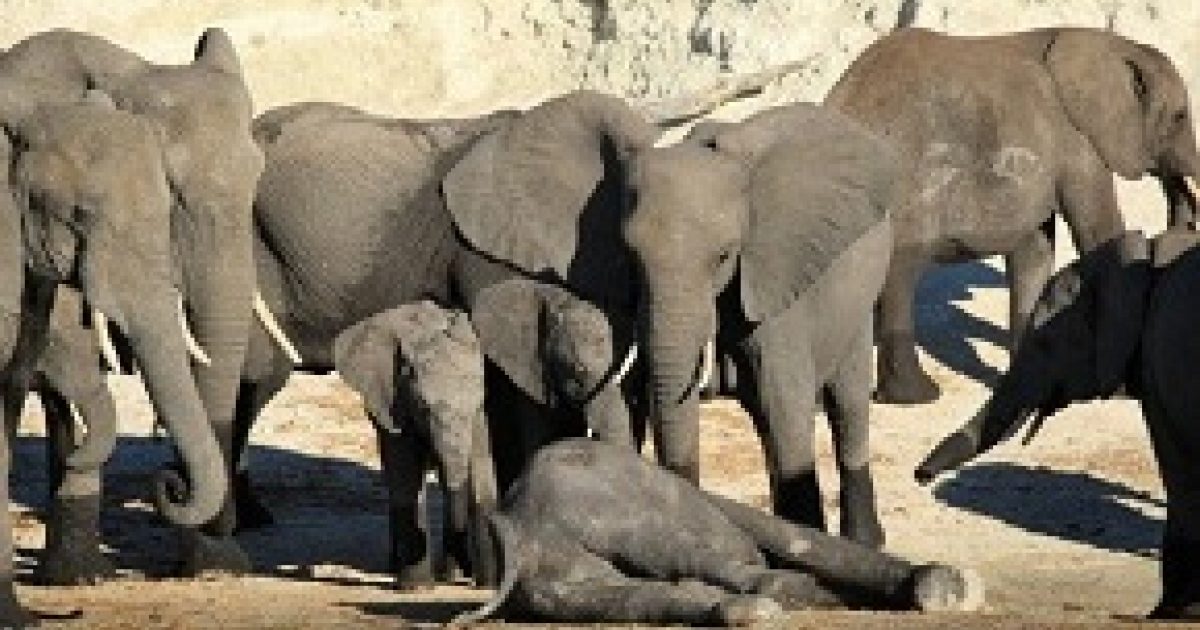 Animals that Mourn their Dead | Mahlatini Luxury Travel Blog