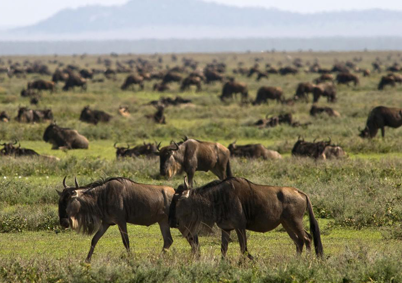 The Wildebeest Migration Explained | Mahlatini Luxury Travel Blog